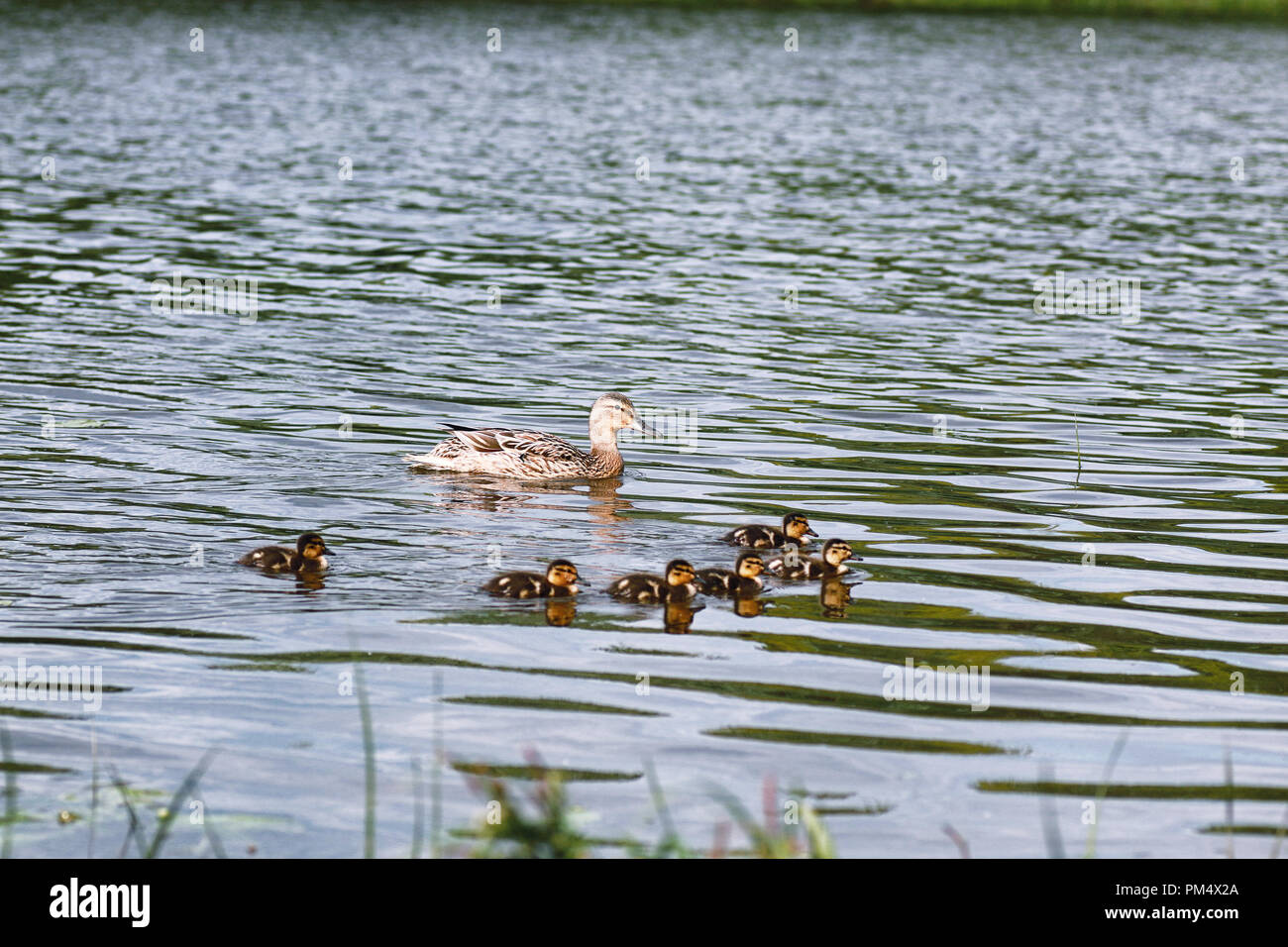 Birds on the pond. A flock of ducks and pigeons by the water. Mi Stock ...