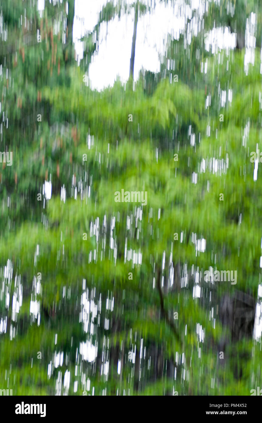 trees in motion. Artistic blur effect Stock Photo - Alamy