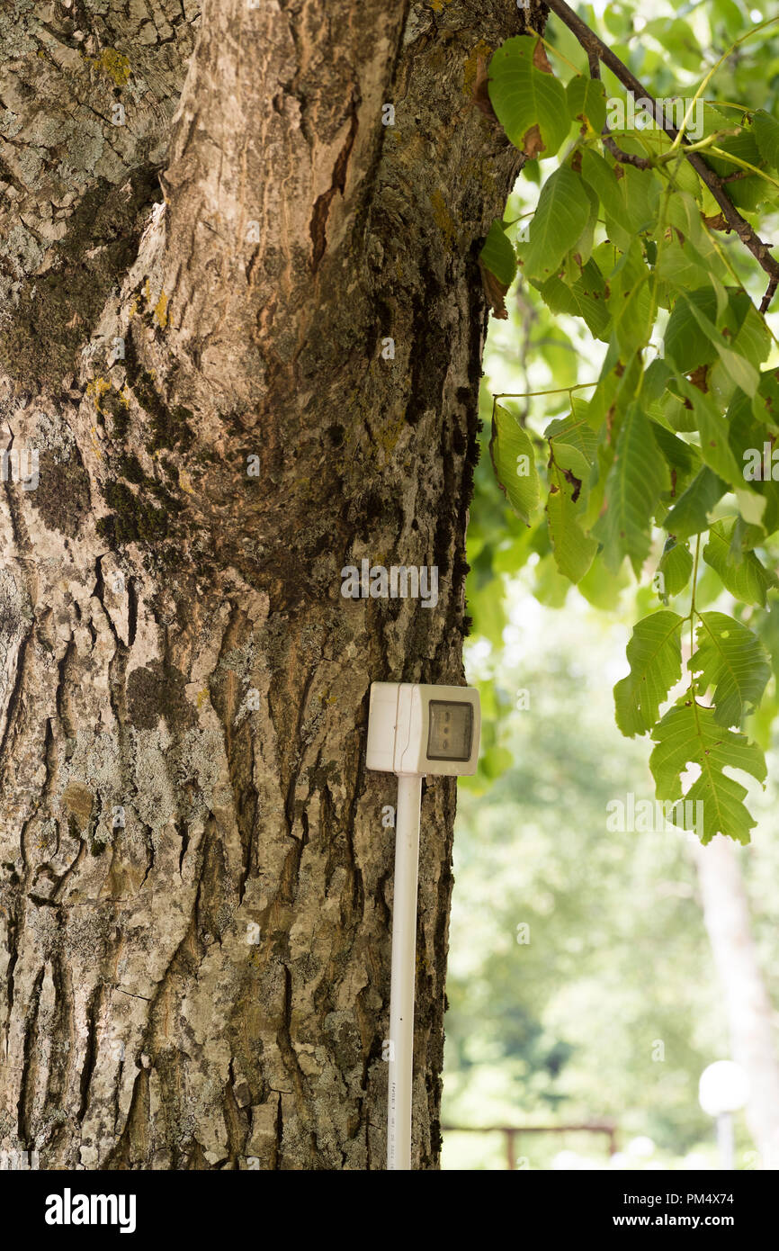 tree with electrical outlet Stock Photo - Alamy