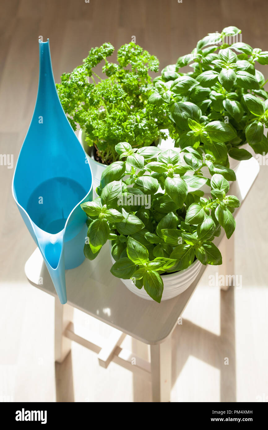 fresh basil and parsley herb in flowerpot Stock Photo - Alamy