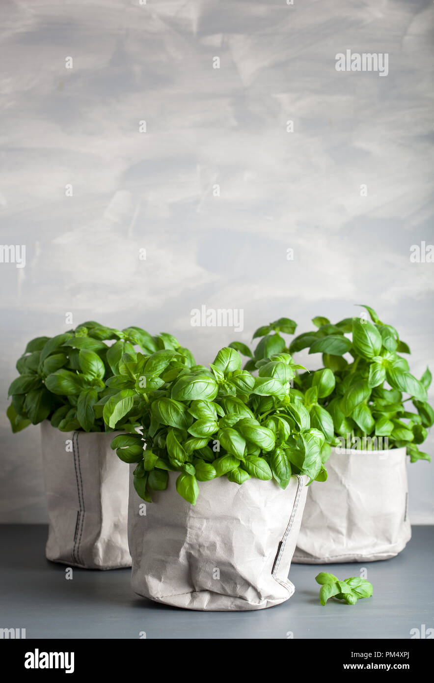 fresh basil herb in paper pot Stock Photo - Alamy