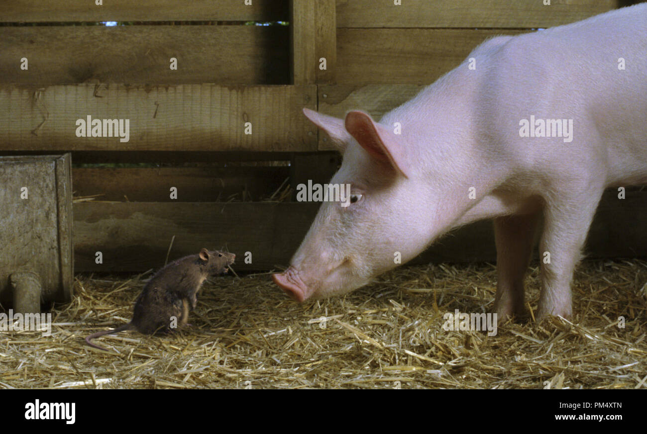 Wilbur The Pig High Resolution Stock Photography and Images - Alamy