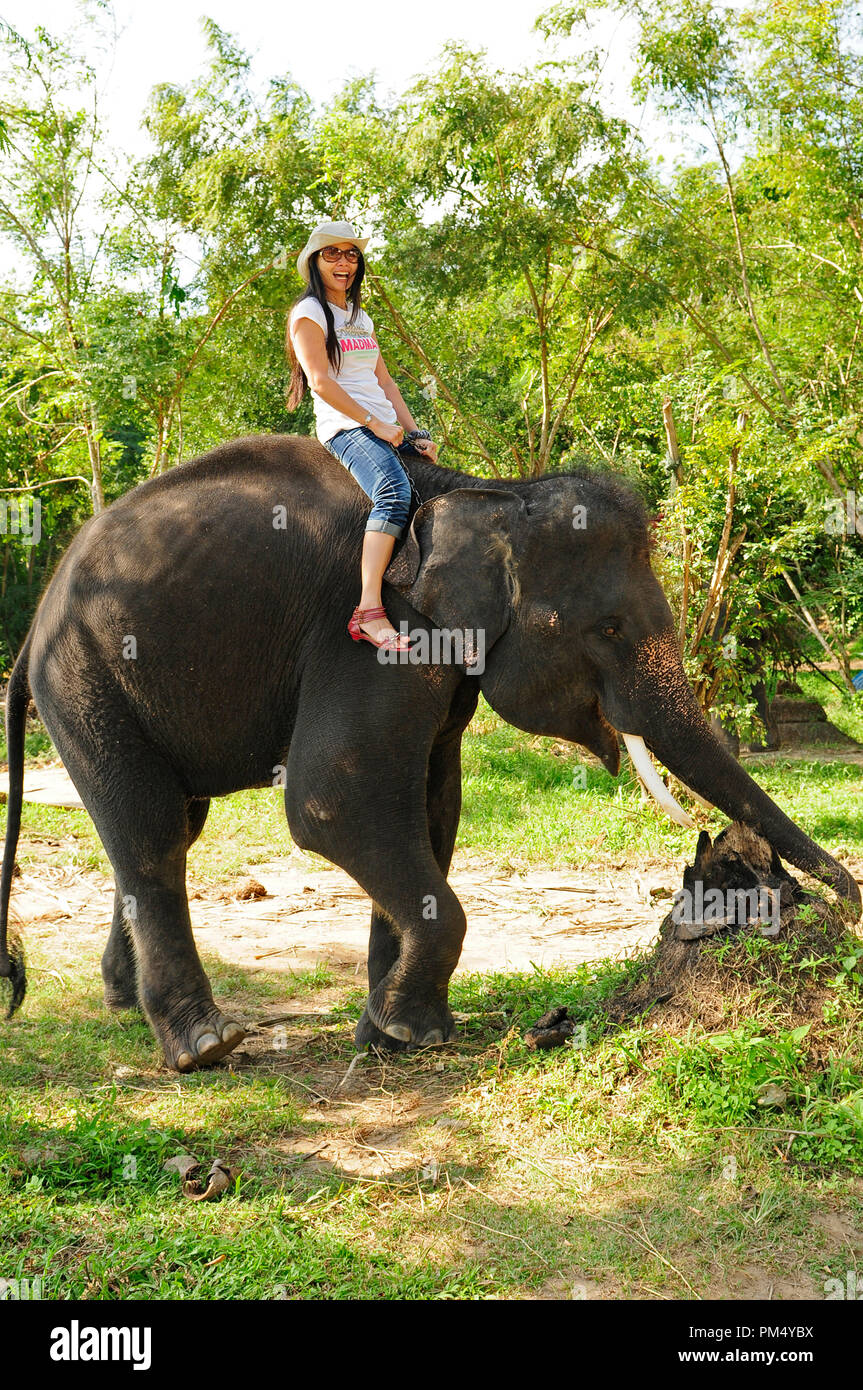 Young woman on Asian elephant - Mahout - Thailand - Elephas maximus ...