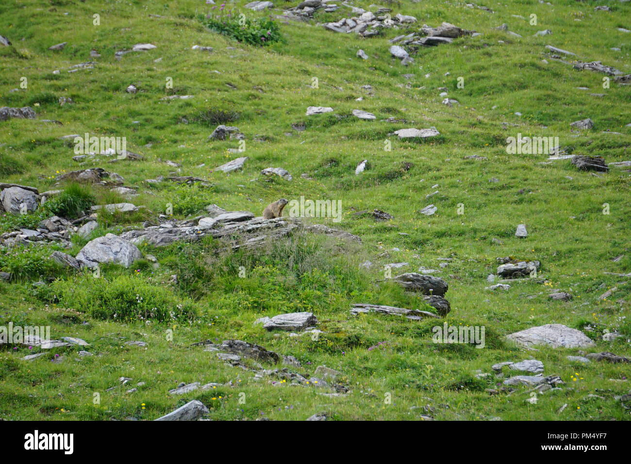 Marmot sitting on a green grass field in the mountains watching out ...