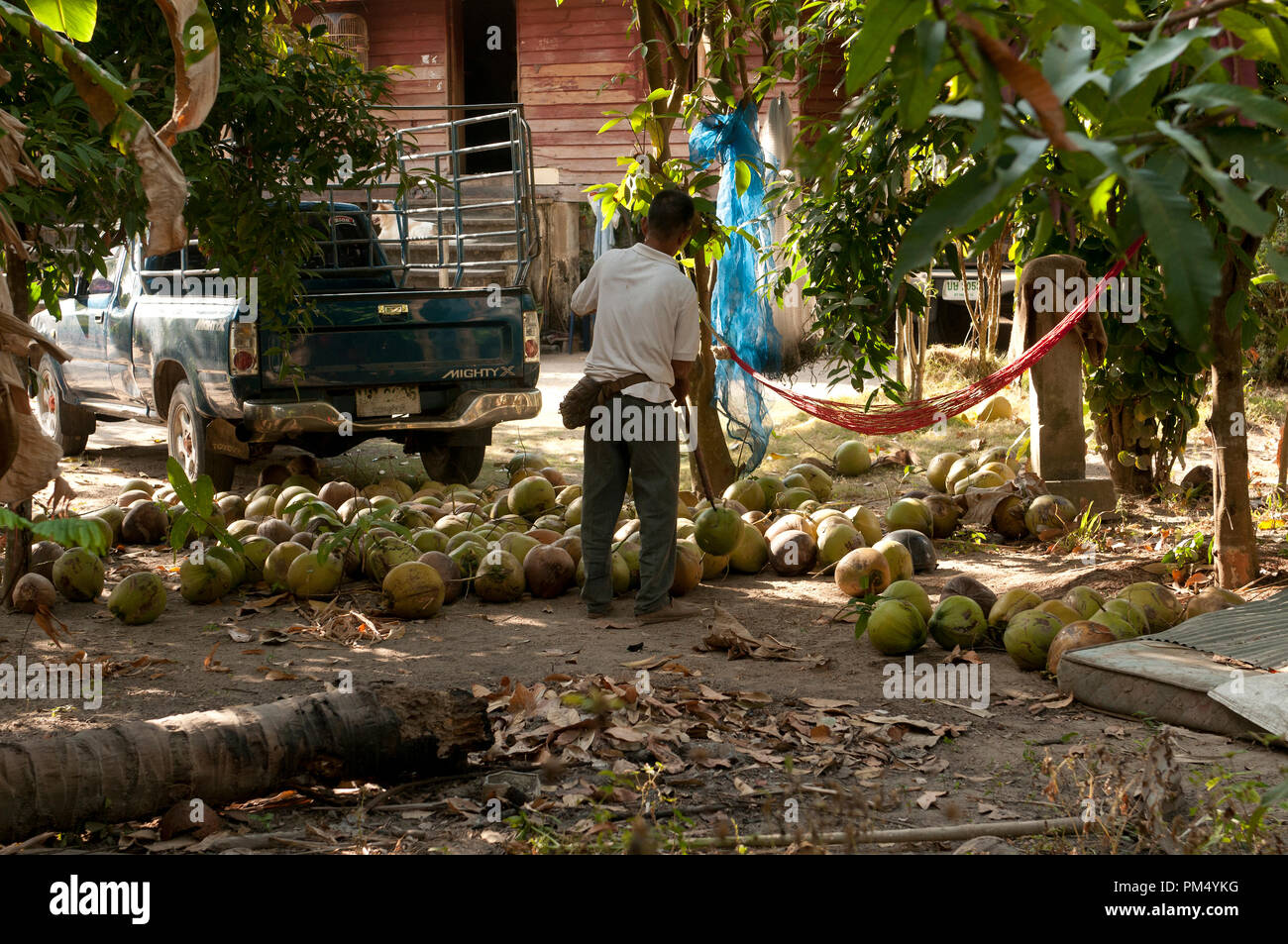 Coconut picking hi-res stock photography and images - Alamy