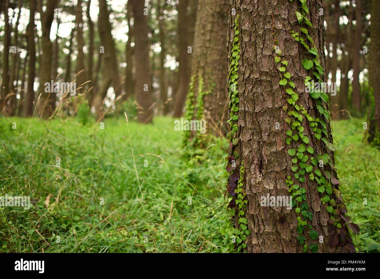 Airpollution hi-res stock photography and images - Alamy