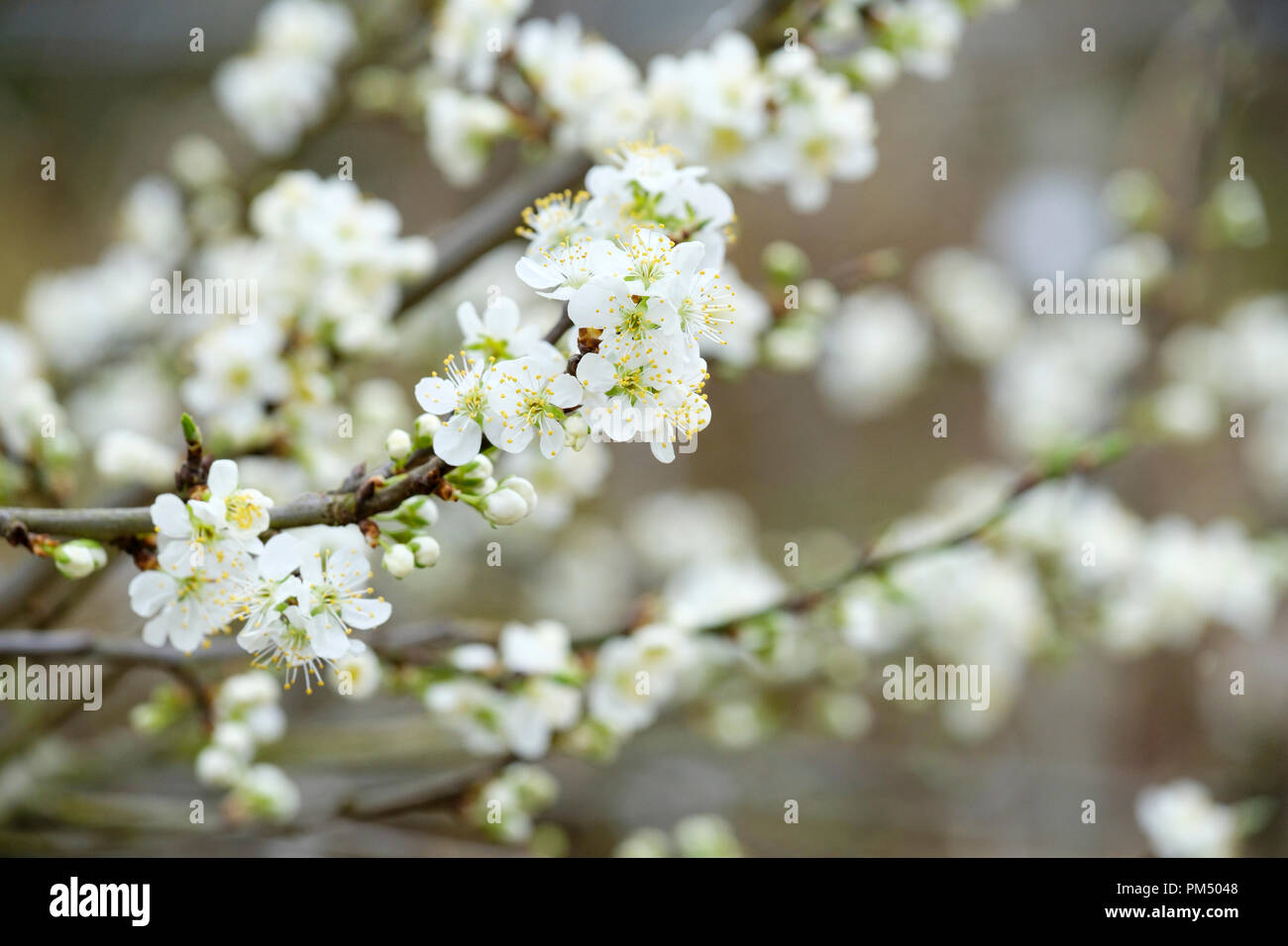 Prunus domestica hi-res stock photography and images - Alamy