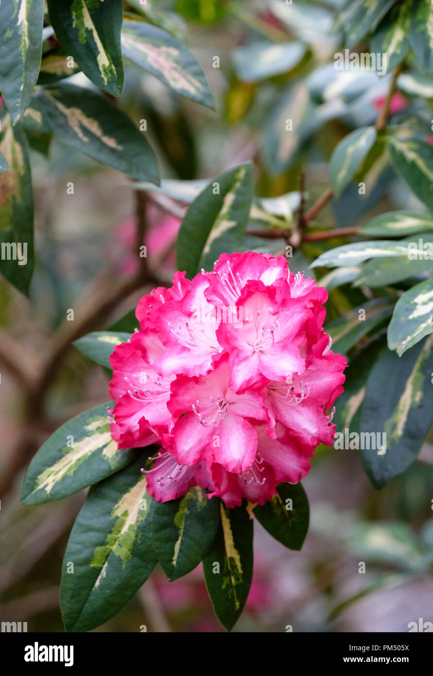 Rhododendron pink white flowers hi-res stock photography and images - Alamy