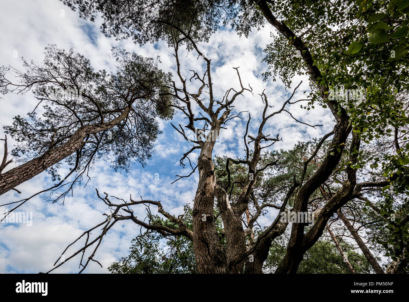 Bald tree between green trees hi-res stock photography and images - Alamy