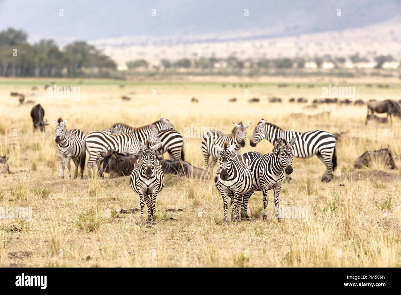 A small herd of zebra and wildebeest in the grasslands of the Masai ...