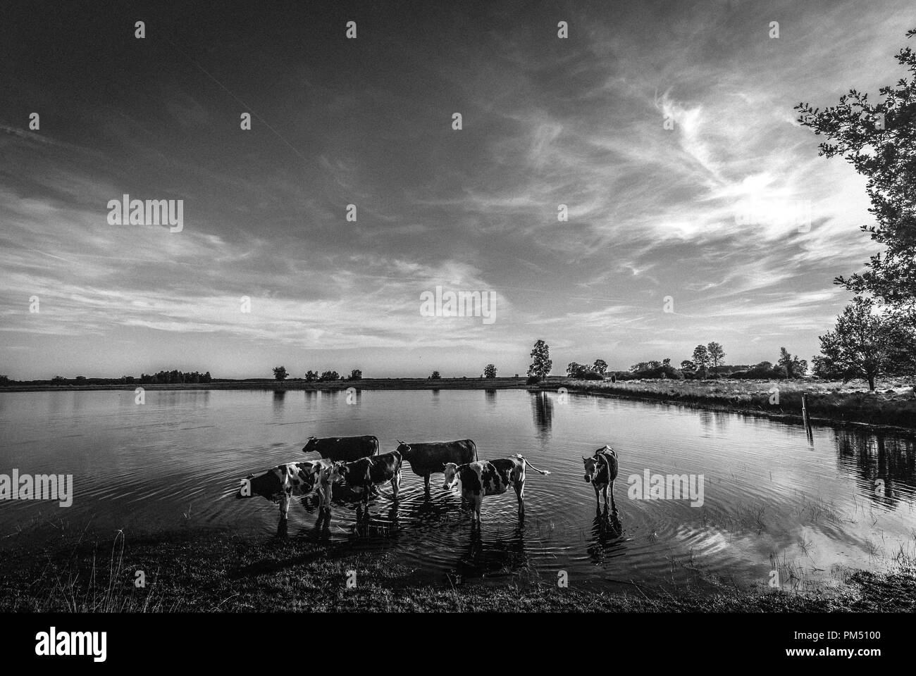 Bald forest Black and White Stock Photos & Images - Alamy