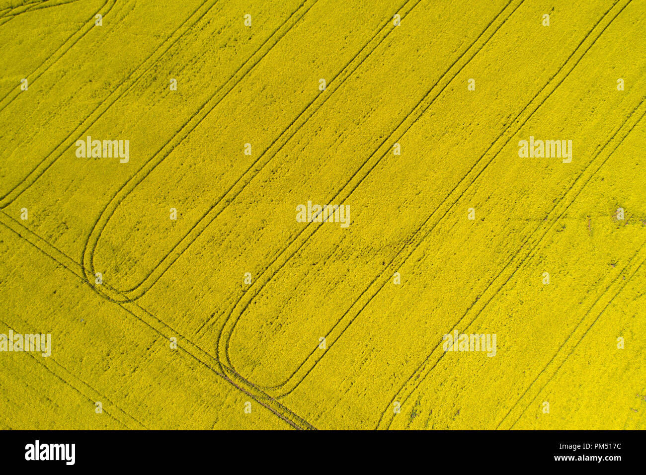 Aerial view of Canola field, Midwest, Western Australia Stock Photo - Alamy