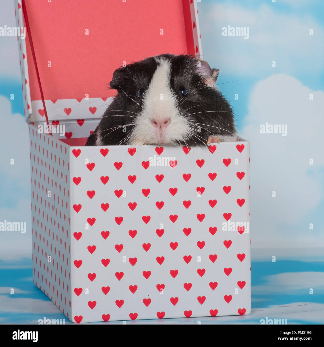 Guinea pig in a box hi-res stock photography and images - Alamy