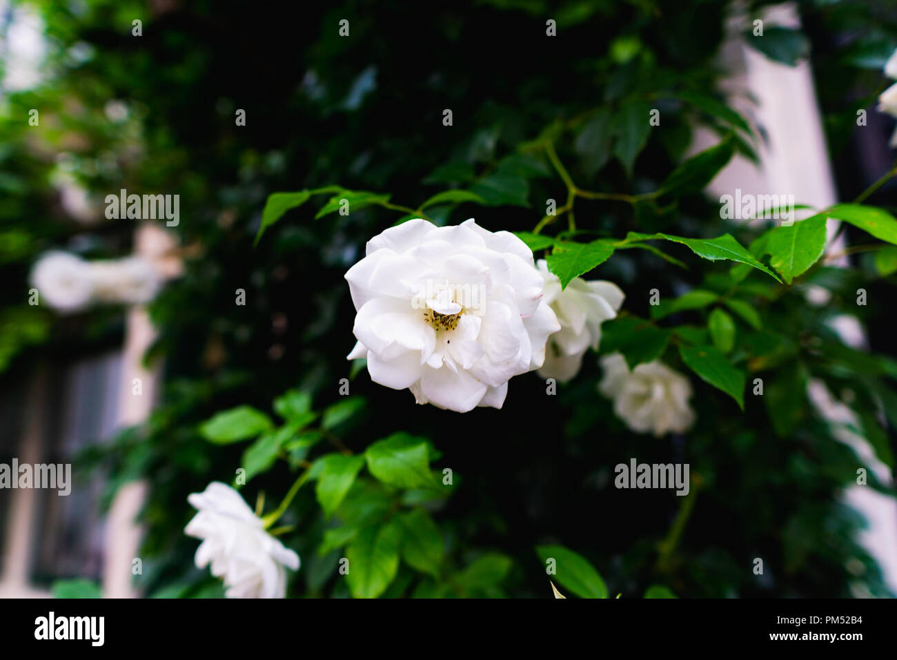 White rose hanging from a green plant Stock Photo - Alamy