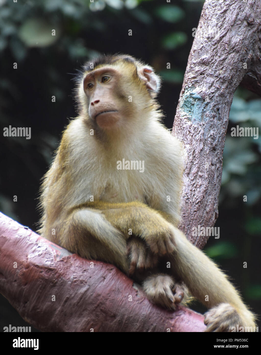 A Rhesus Macaque monkey looking sad Stock Photo - Alamy