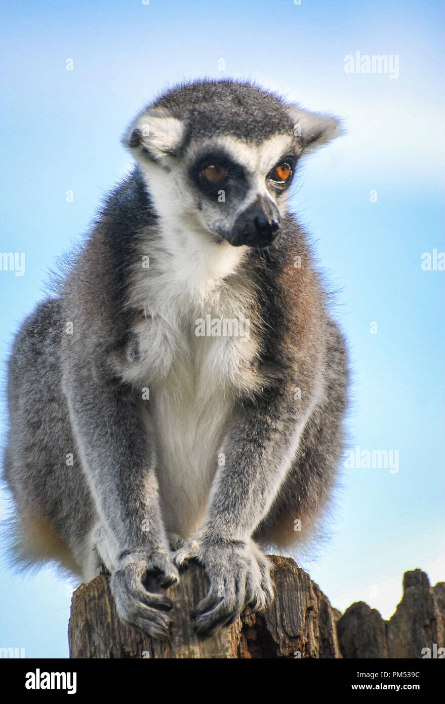 A Ring Tailed Lemur sat on a tree stump Stock Photo - Alamy