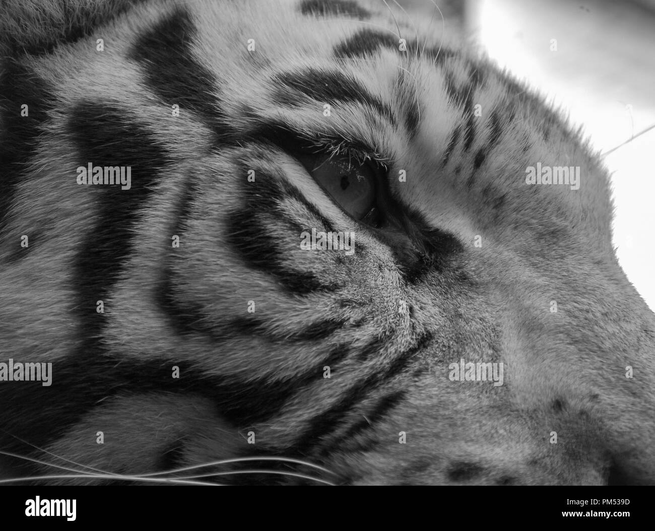 Close up of the eye of a white Bengal Tiger Stock Photo - Alamy
