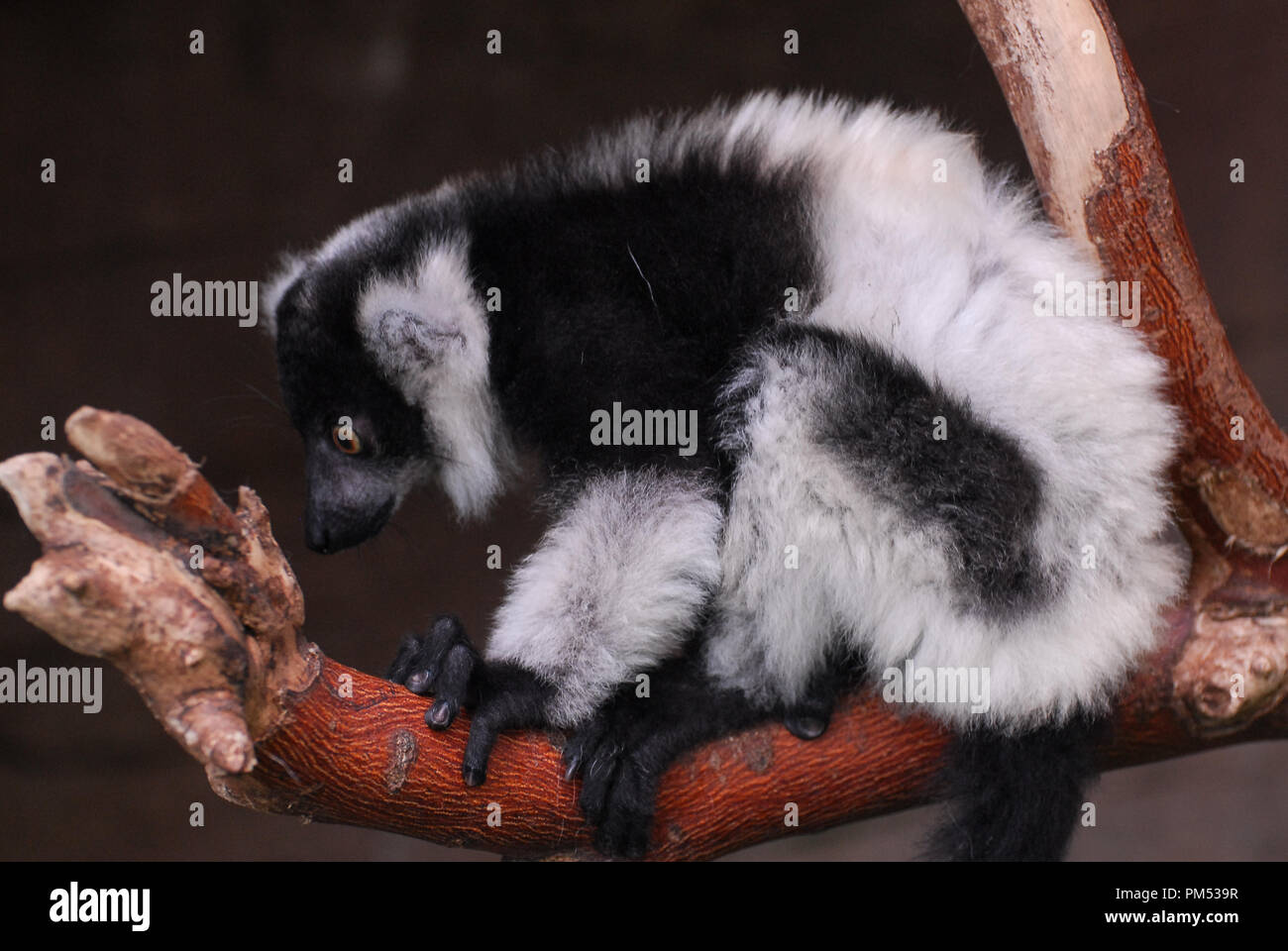 Portrait of a very cute Black and White ruffed lemur Stock Photo - Alamy