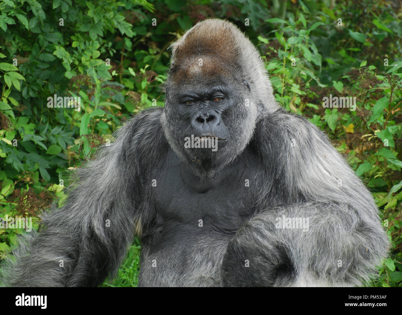 A Gorilla looking pensive Stock Photo - Alamy