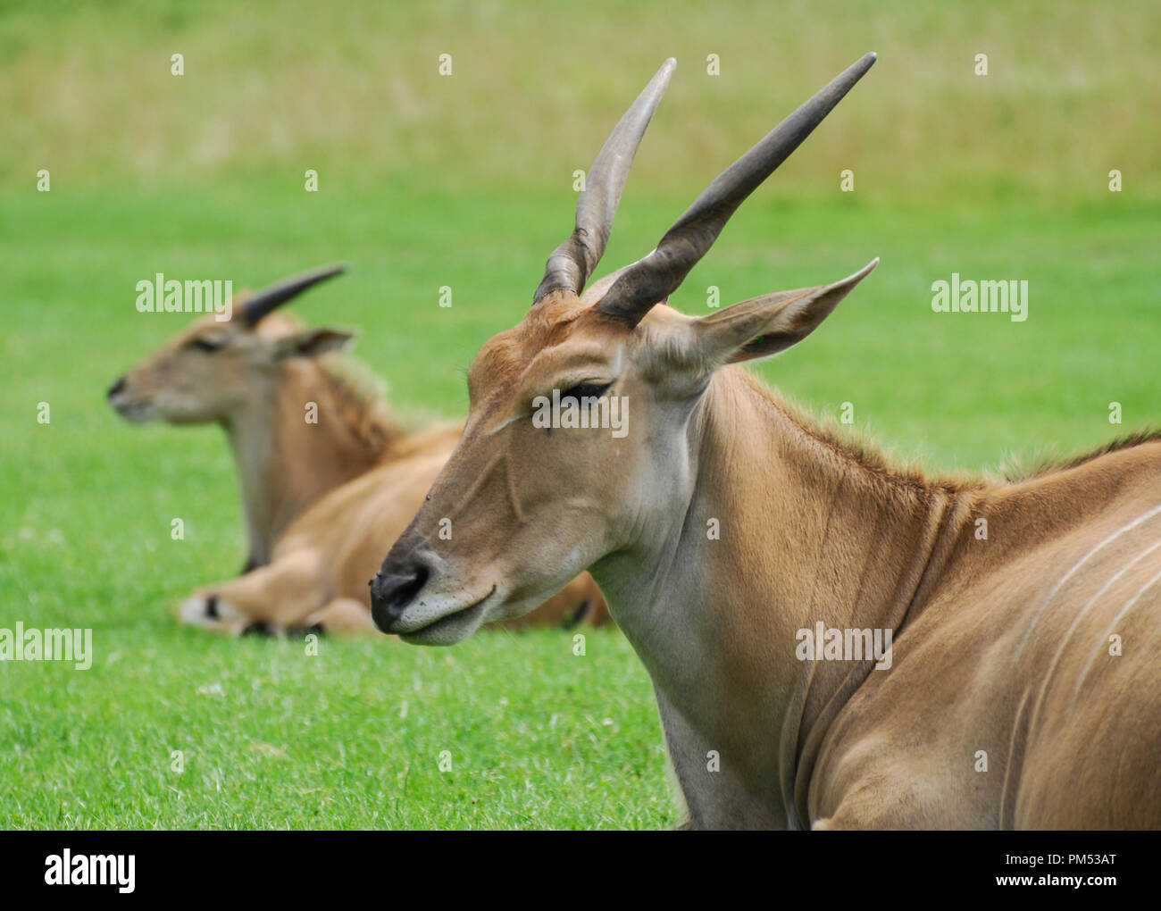 Antelope cloven hoof hi-res stock photography and images - Alamy