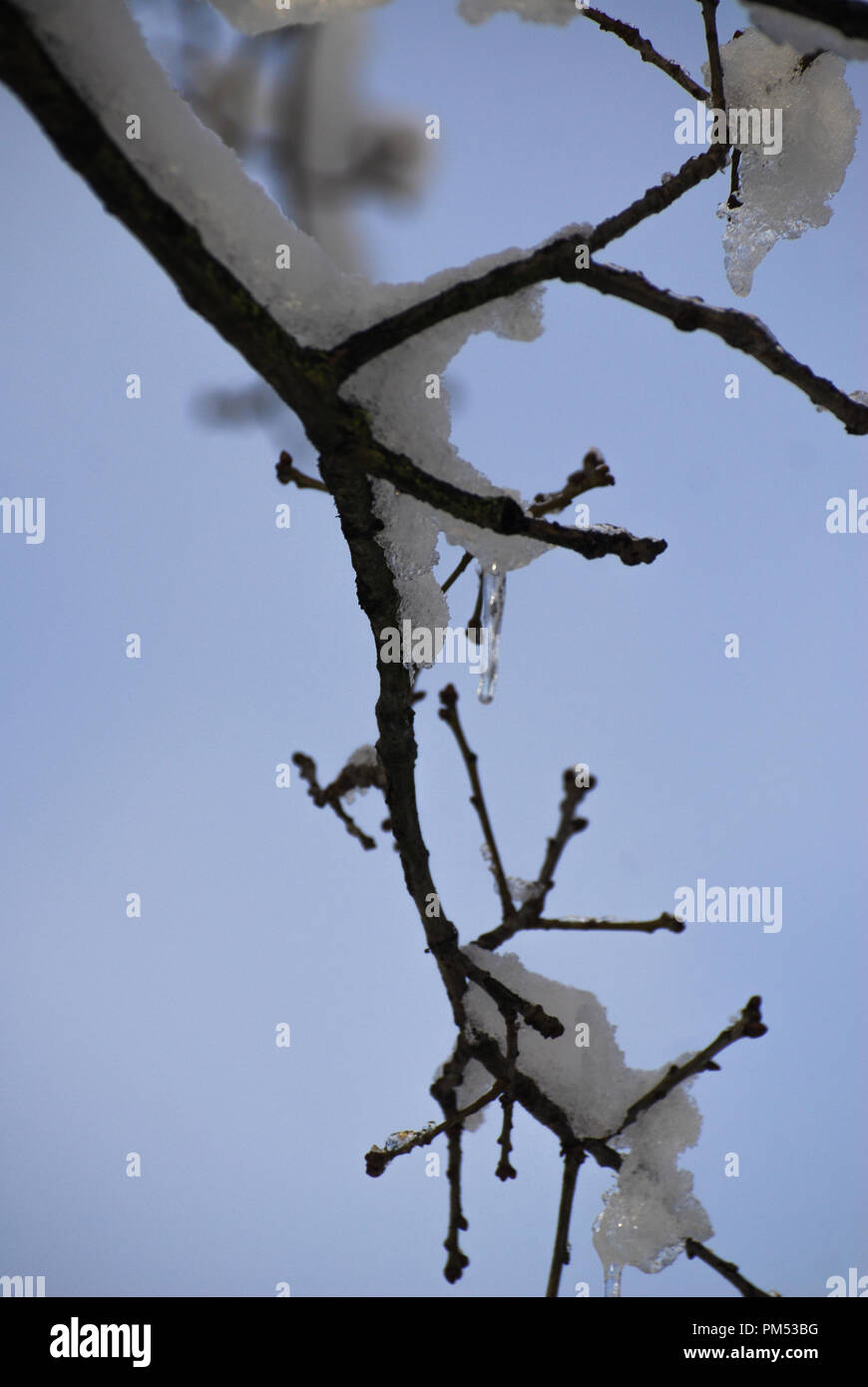 Tree with snow on the twigs Stock Photo - Alamy