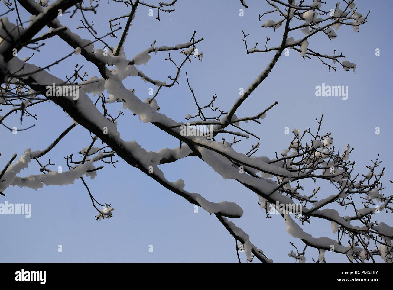 Tree with snow on the twigs Stock Photo - Alamy