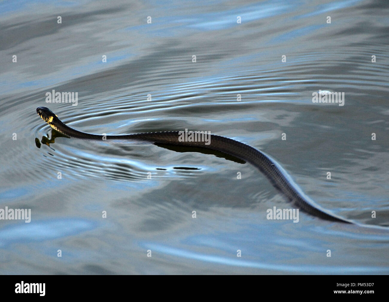 Sea snake hi-res stock photography and images - Alamy
