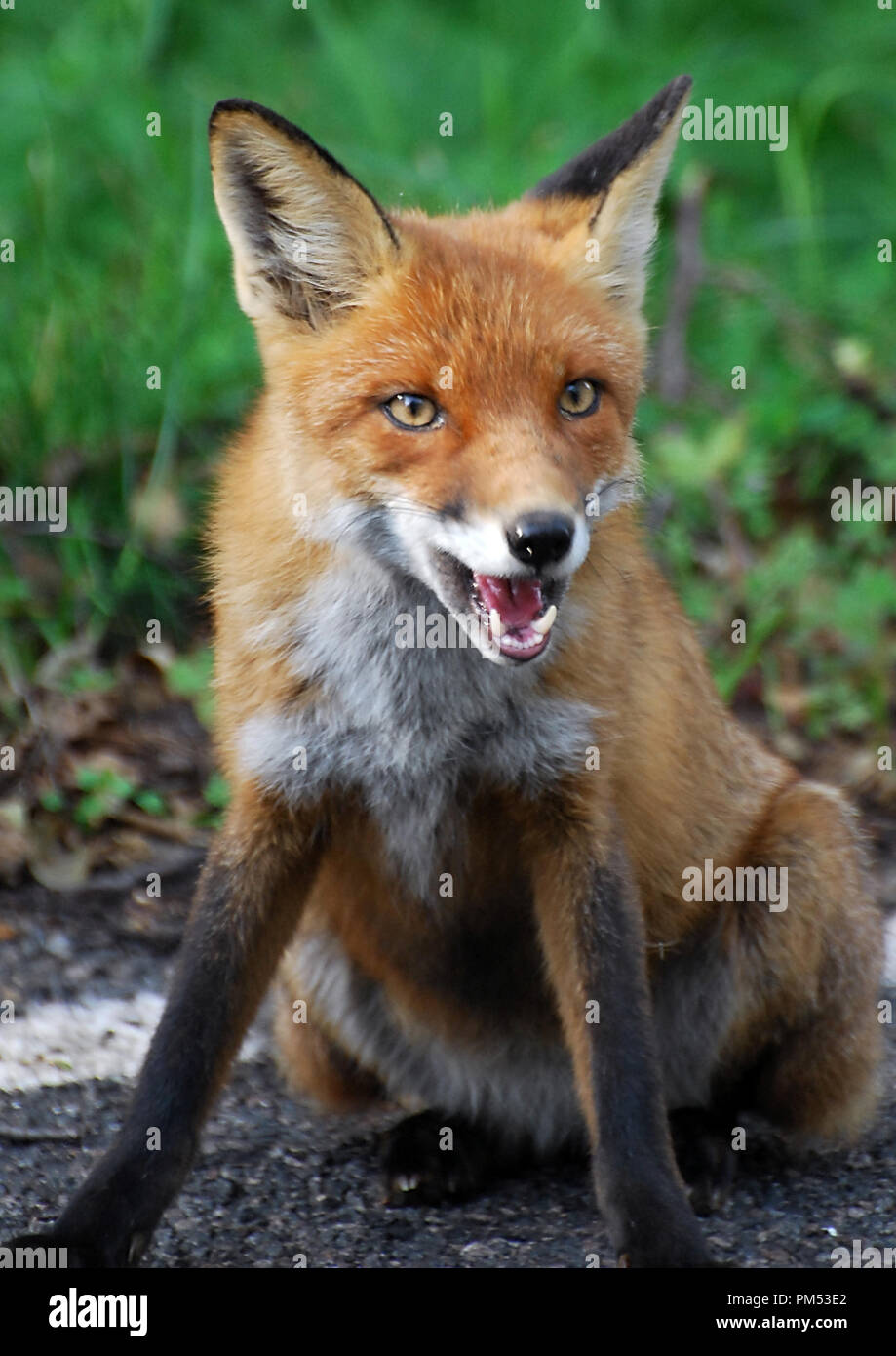 A Red Fox seen in Lithuania Stock Photo - Alamy