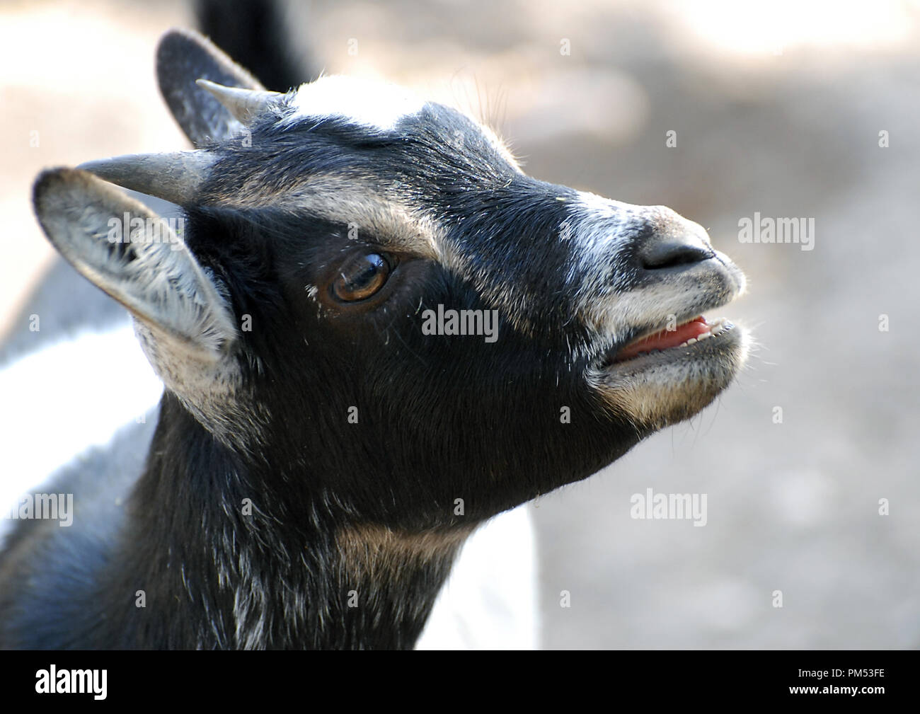 Head shot of a goat Stock Photo - Alamy