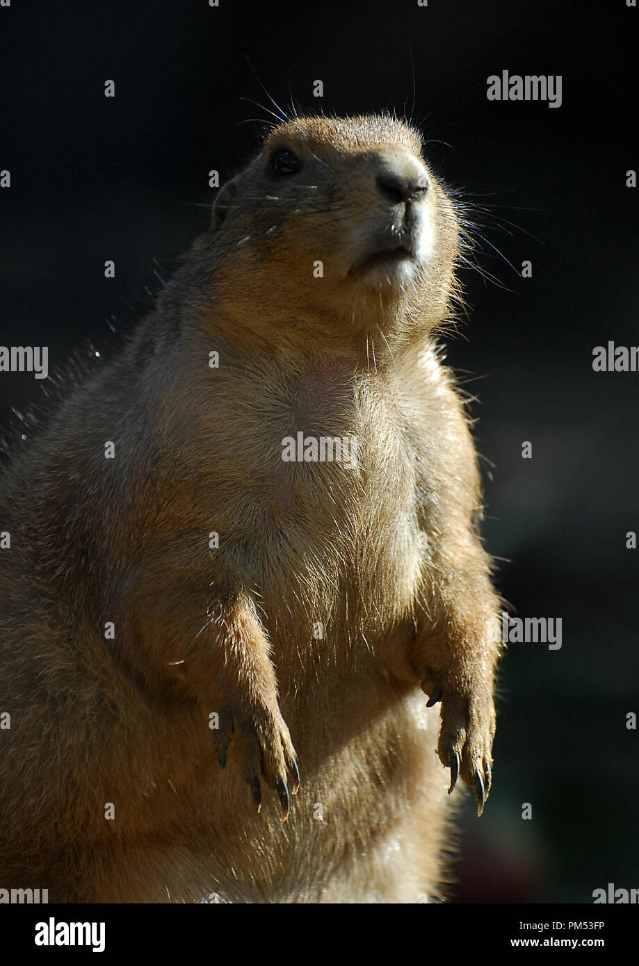 A Groundhog sniffing the air Stock Photo - Alamy