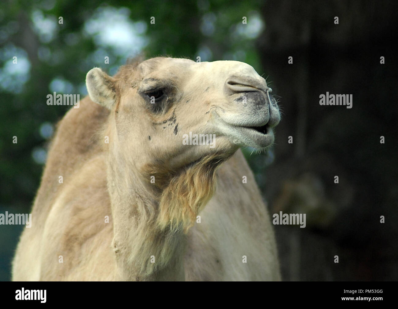 A Portrait of a camel Stock Photo - Alamy