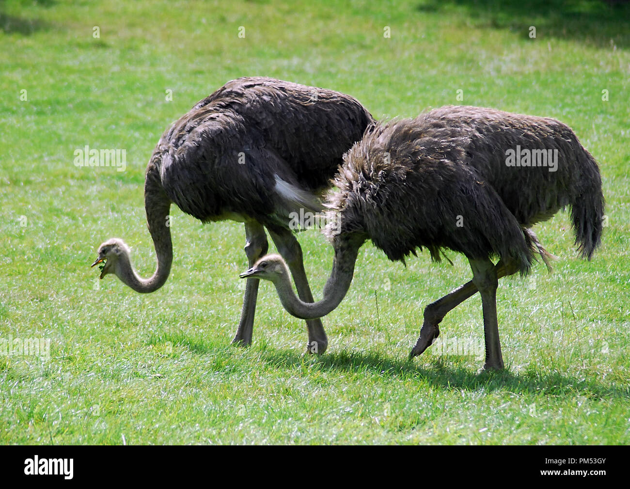 Ostriches grazing hi-res stock photography and images - Alamy