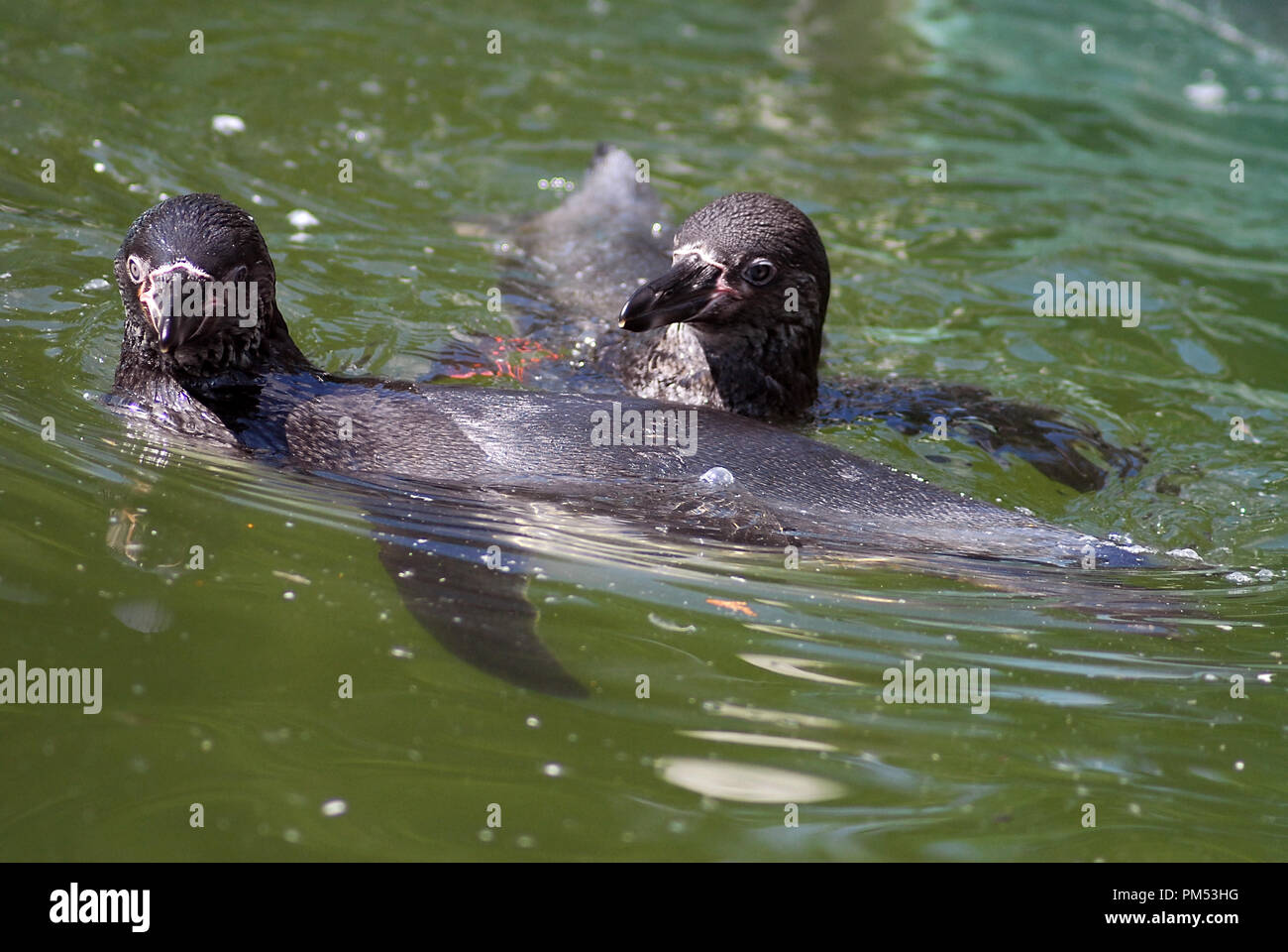 Peruvian chilean fauna hi-res stock photography and images - Alamy