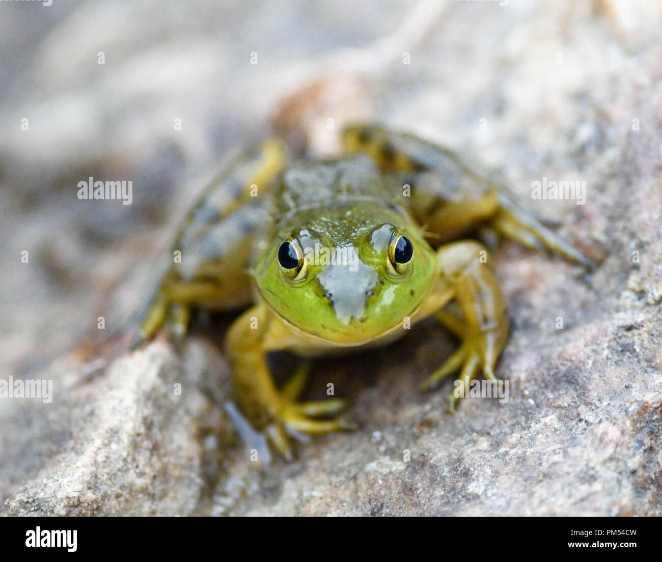 Frog face hi-res stock photography and images - Alamy