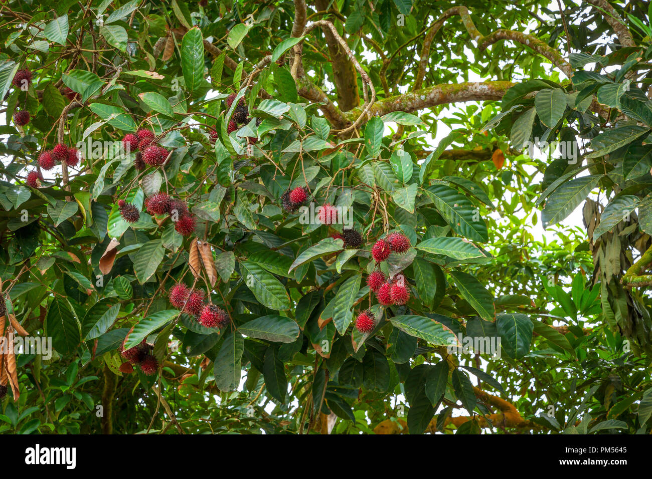 Rambutan tree hi-res stock photography and images - Alamy