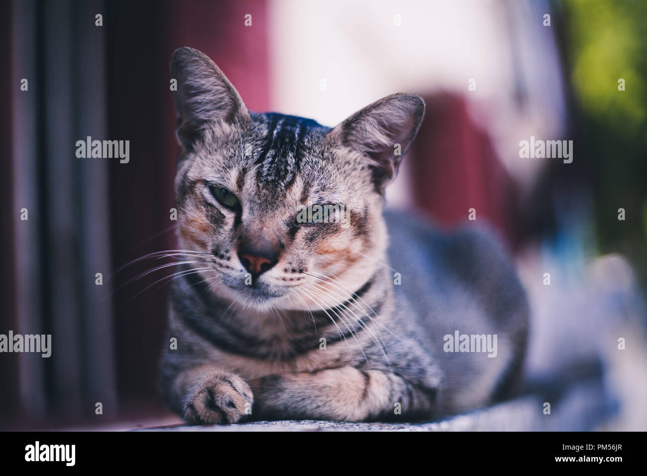 Pussycat hi-res stock photography and images - Alamy