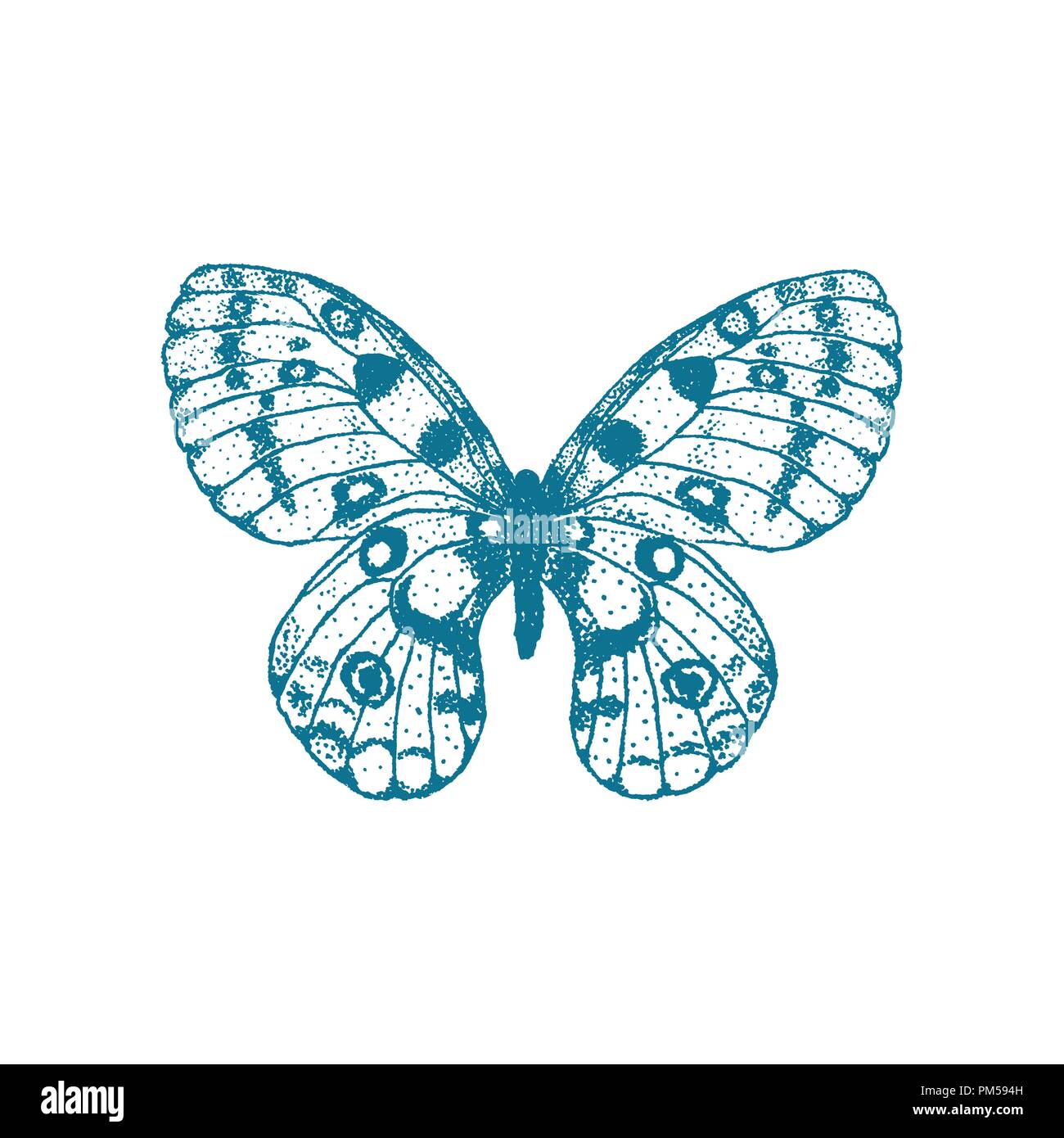 Vector hand drawn blue butterfly on white background. Parnassius apollo ...