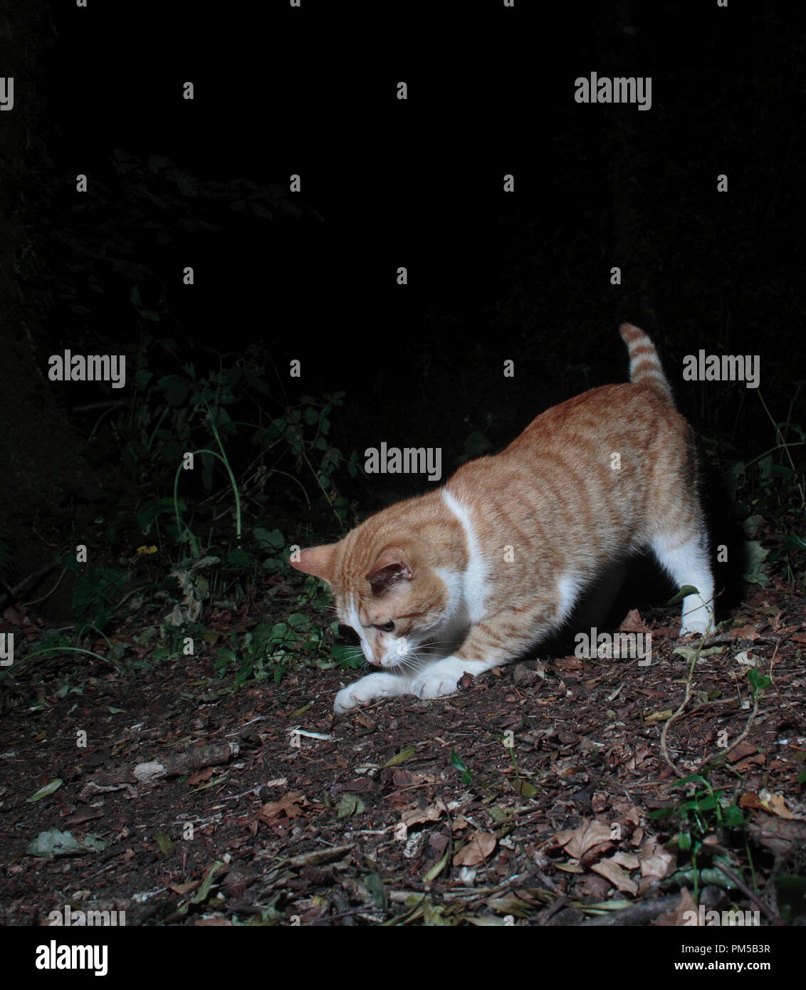 Domestic Cat hunting Stock Photo - Alamy