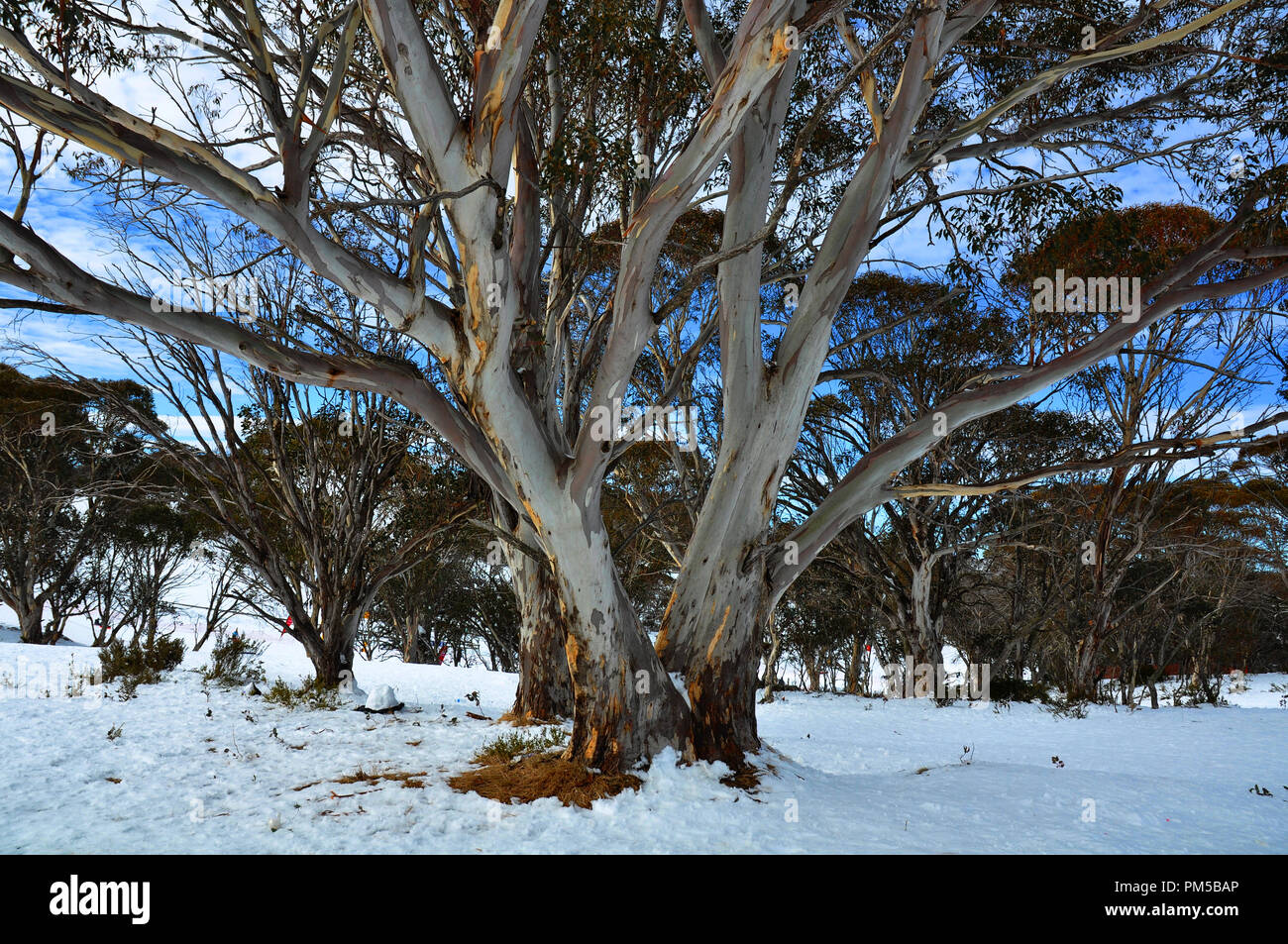 Old gum tree hi-res stock photography and images - Alamy