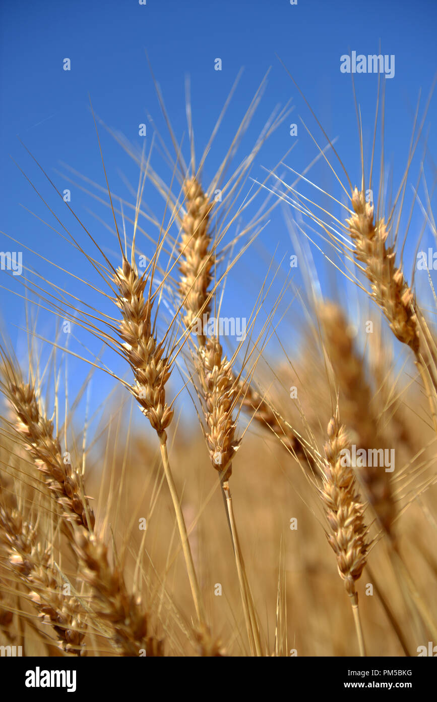 THE FARMER WHEAT Stock Photo - Alamy