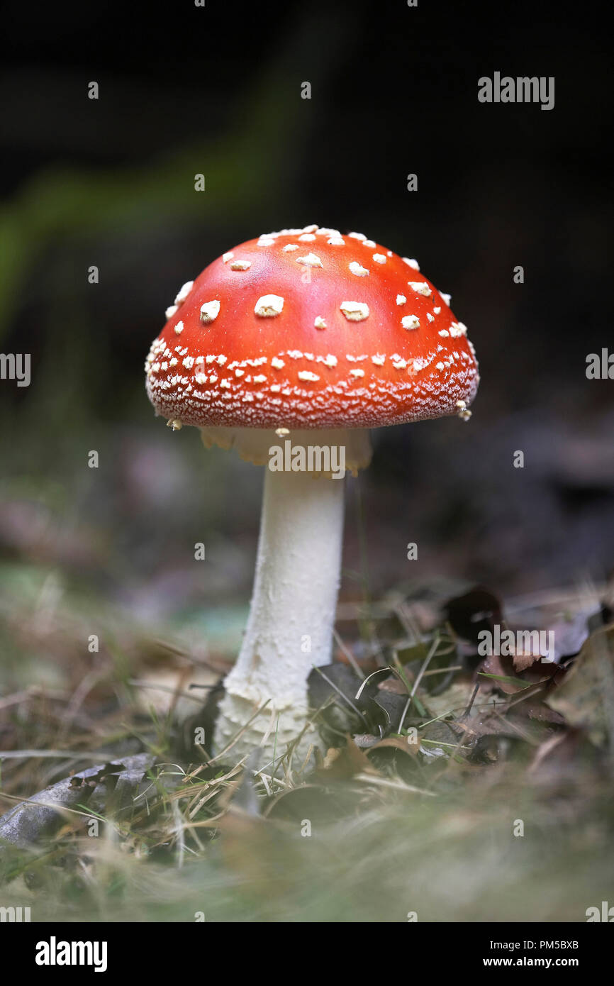 Muscarine poison hi-res stock photography and images - Alamy