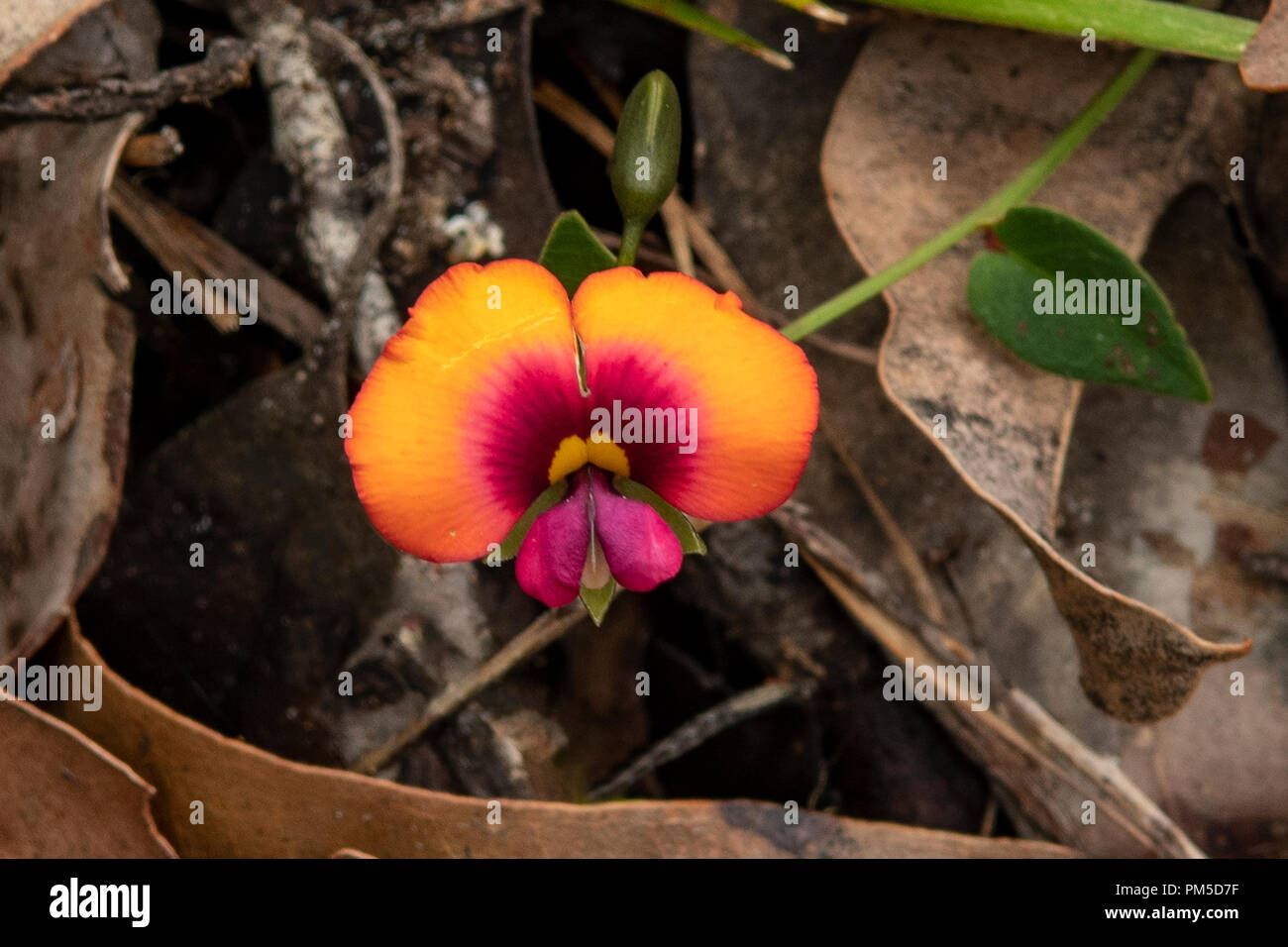 Chorizema cordatum, Heart-leaf Flame Pea Stock Photo - Alamy