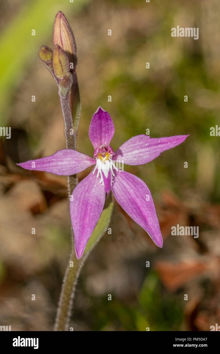 Caladenia latifolia, Pink Fairies Orchid Stock Photo - Alamy