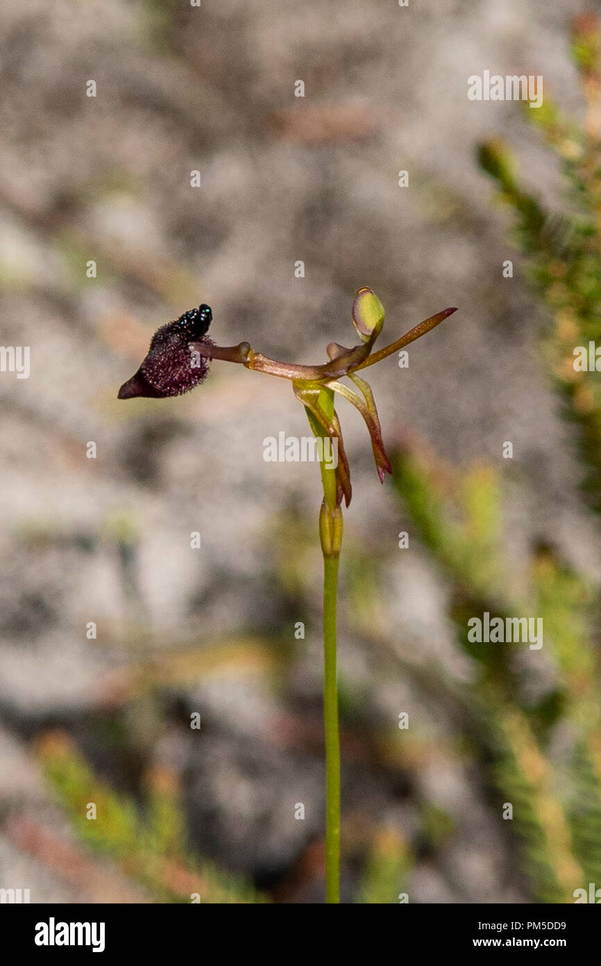 Drakaea glyptodon, King-in-his-Carriage Hammer Orchid Stock Photo - Alamy