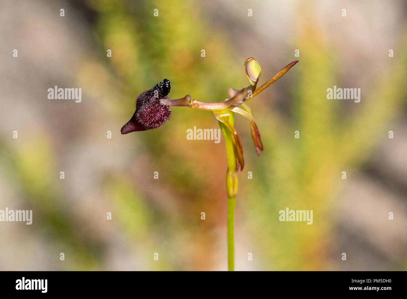 Drakaea glyptodon hi-res stock photography and images - Alamy