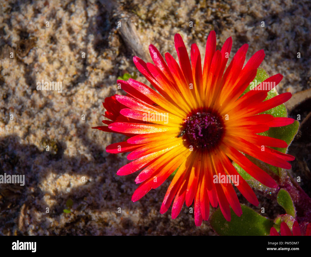 Vygies hi-res stock photography and images - Alamy