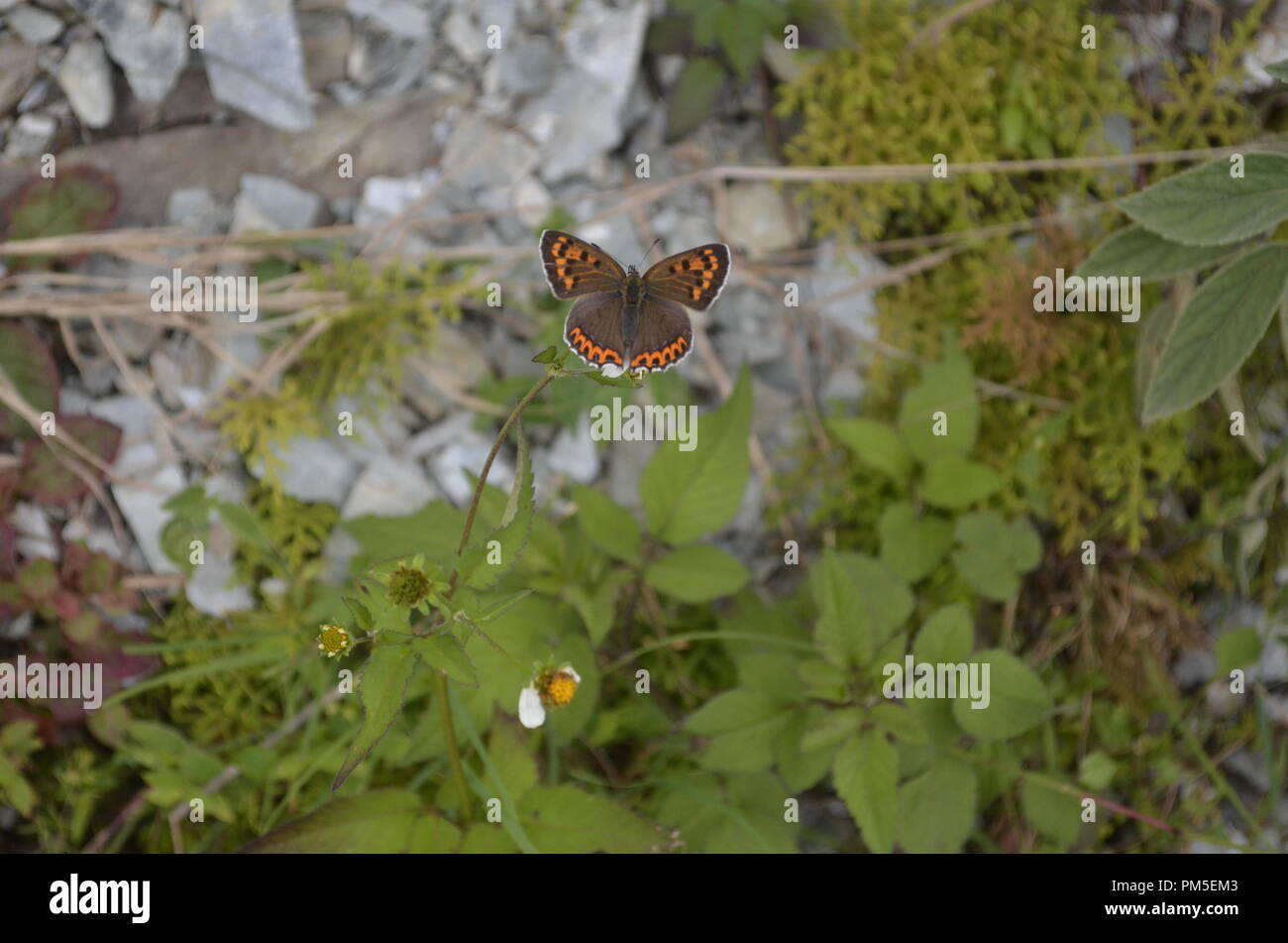 beautiful butterfly also known and flying gems because of their ...