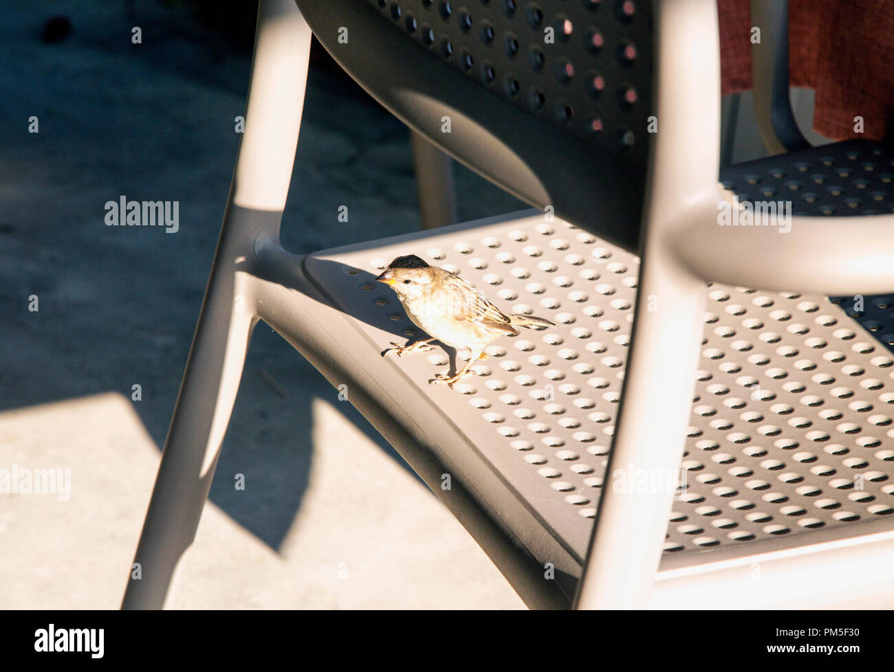 Small sparrow on chair hi-res stock photography and images - Alamy