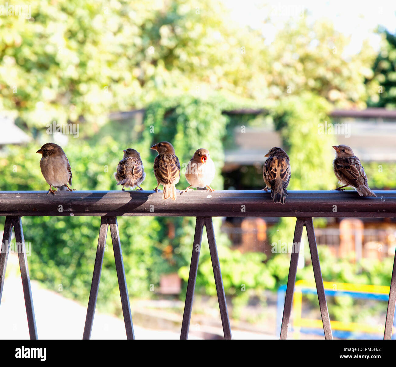 Sparrows in row over railing, horzontal image Stock Photo - Alamy