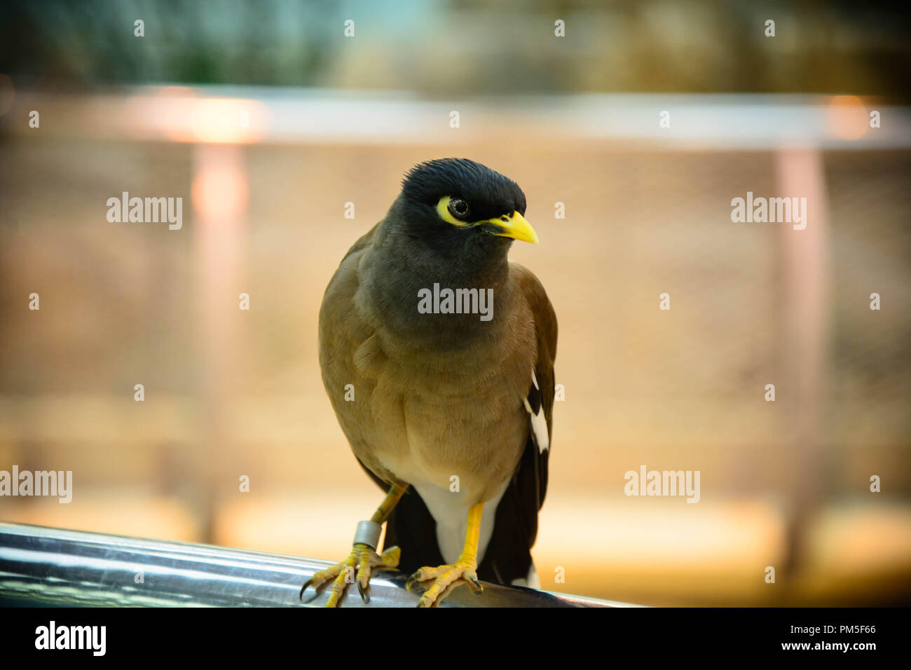 Myna head hi-res stock photography and images - Alamy